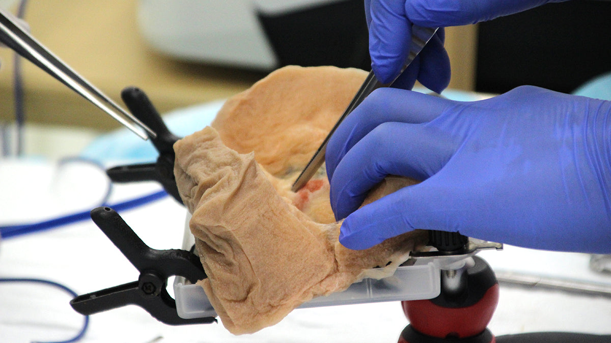 Organ Models – KOTOBUKI Medical: Surgical Training Models